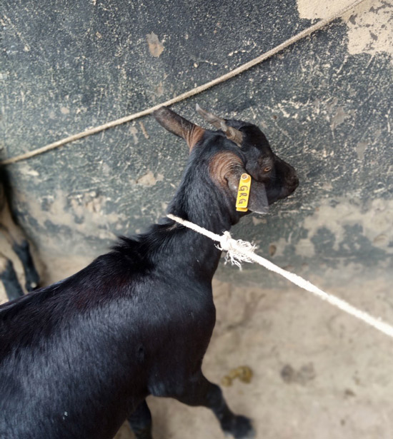 Nurturing the Dreams of the Children of former Child Soldiers: Transformation in Rwotobilo ...